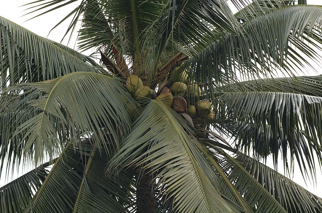 Growing Coconut Trees In Containers: 7 Tips And Tricks For Beginners