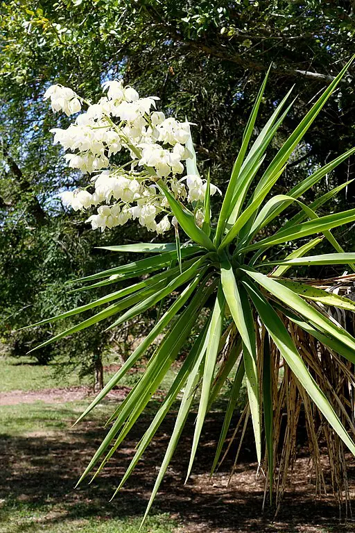 The Ultimate Guide to Elephant Yucca Plant Care: 7 Easy Growth Tips