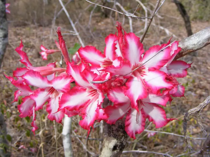 Growing Adenium Desert Rose Indoors: Complete Care Guide