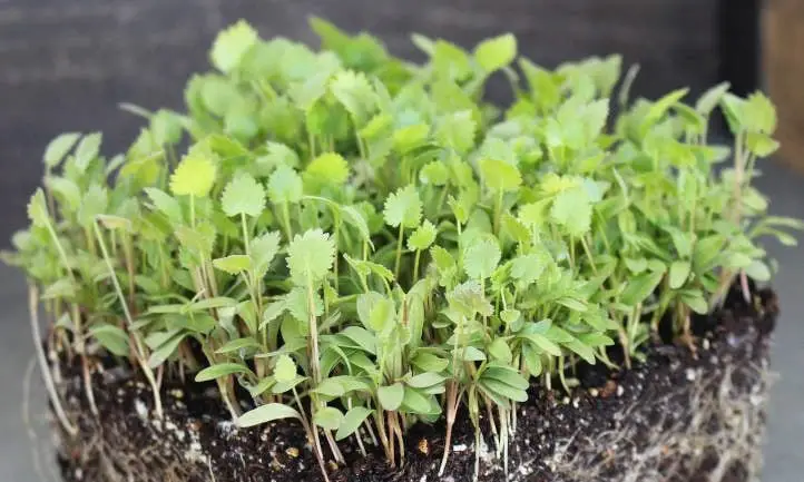 How To Grow Anise Microgreens: 7 Easy Steps For Beginners!