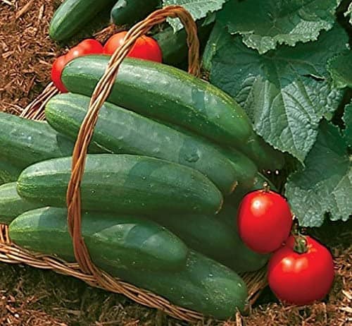 Growing DWC Cucumbers Indoors: Powerful Growth Tips
