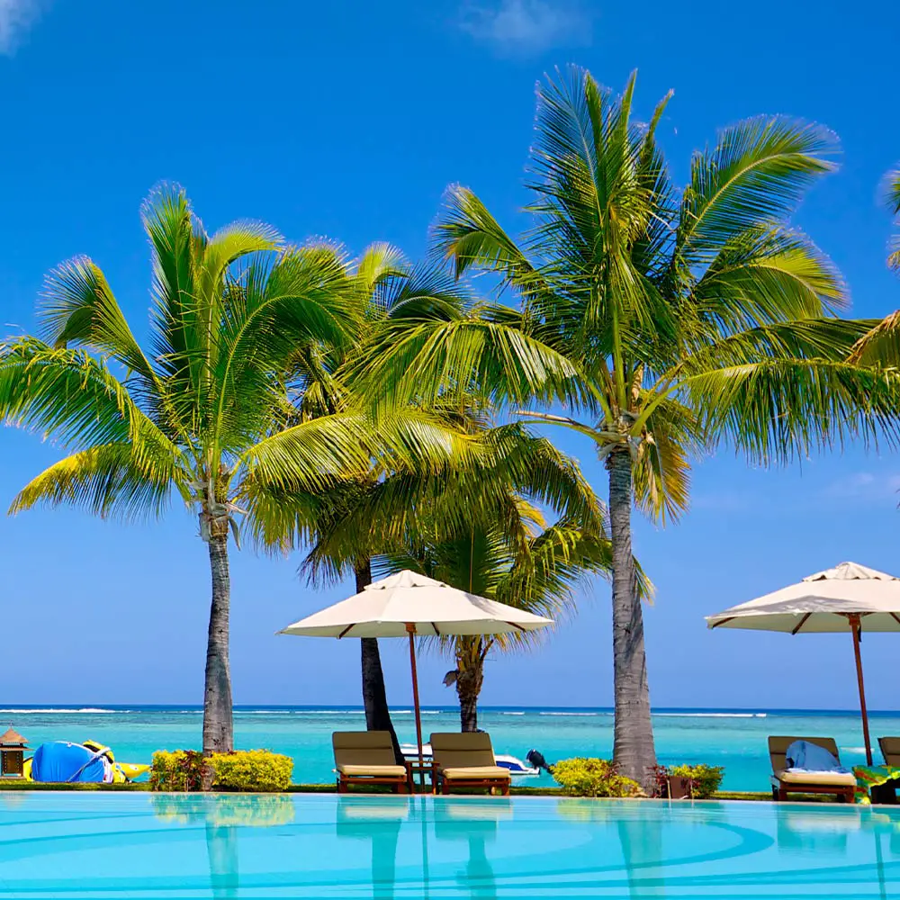 Growing Coconut Trees In Containers: 7 Tips And Tricks For Beginners