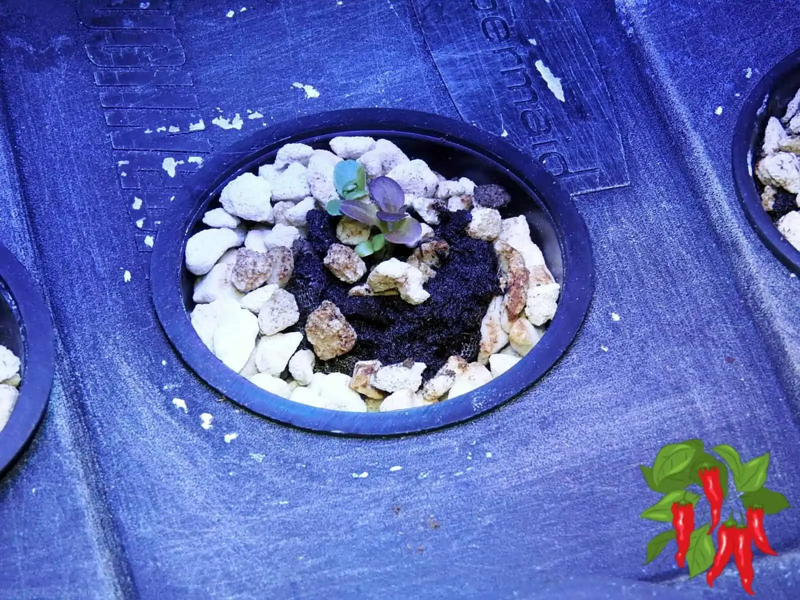 Kratky Method Lettuce [ Growth Report ] Day 14