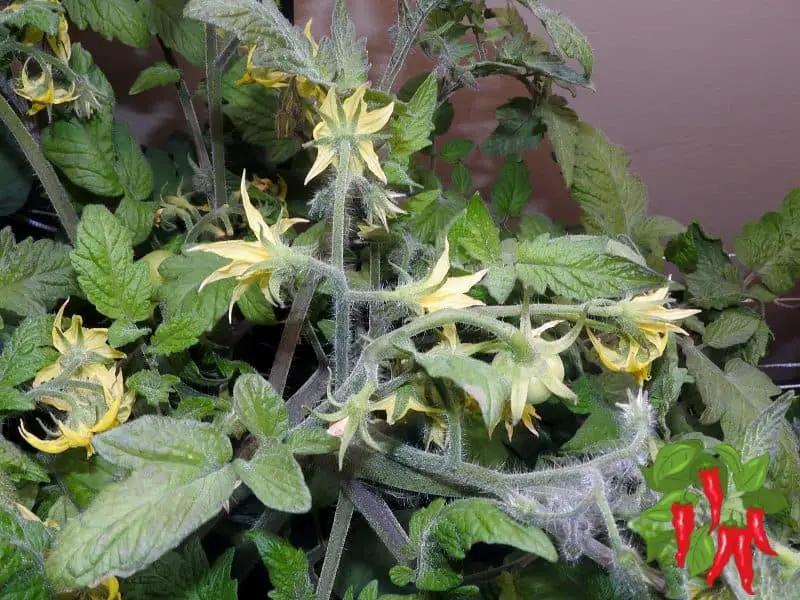 How To Grow Tomatoes In DWC Bubble Buckets: Growth Tips