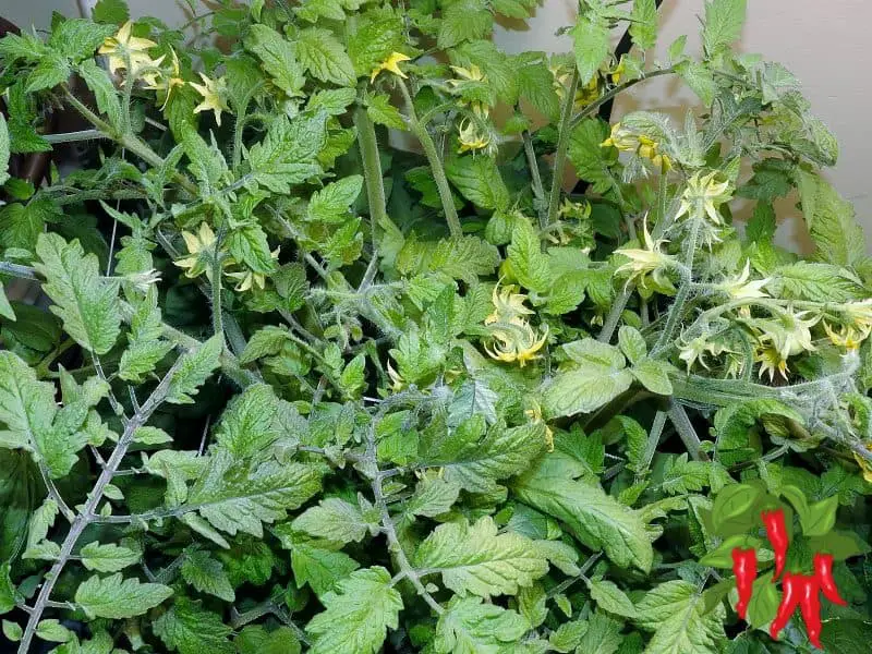 How To Grow Tomatoes In DWC Bubble Buckets: Growth Tips