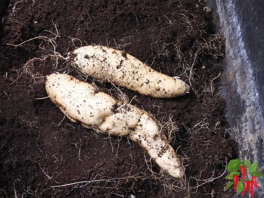 Hydroponic Sweet Potato Harvest: Growing Purple Okinawan Sweet Potatoes