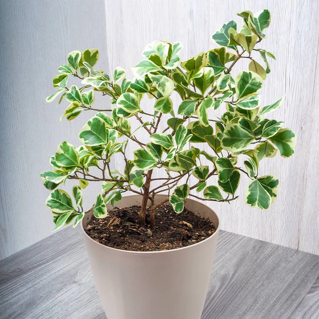 9 Triangle Ficus Care Secrets for a Lush, Healthy Plant