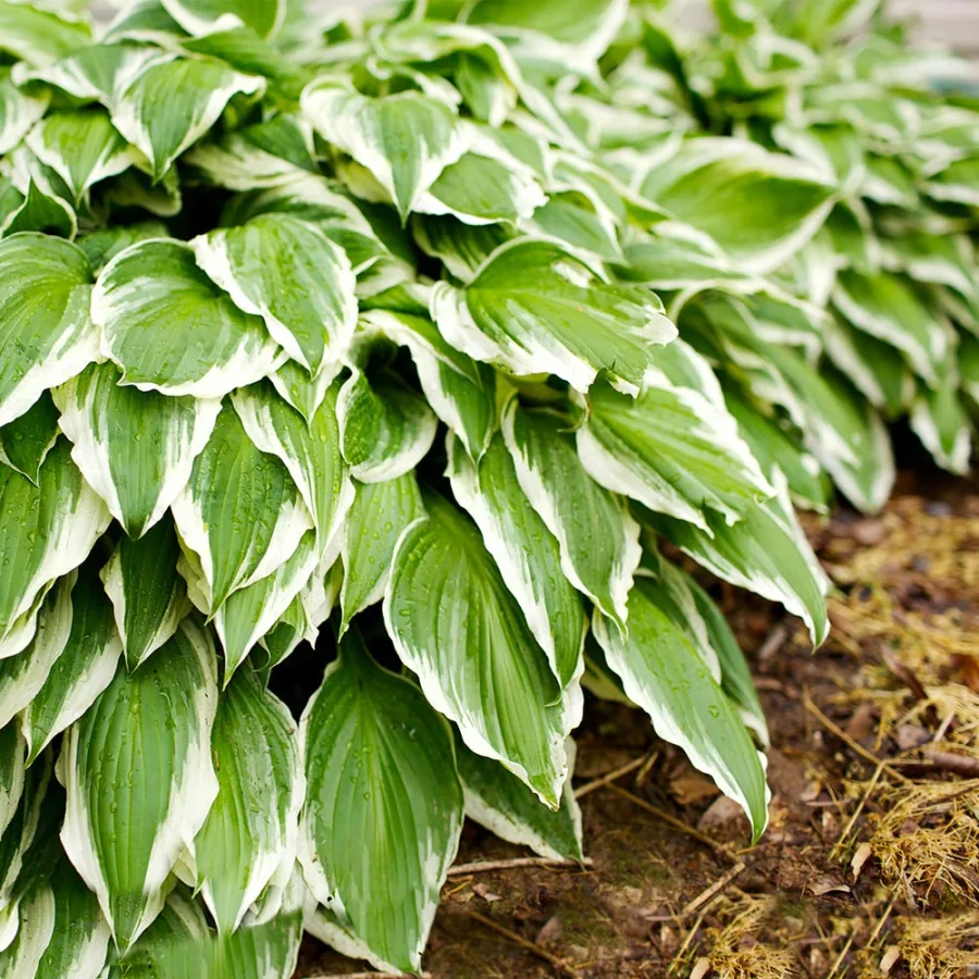 15 Tips And Tricks For How To Care For Hostas In Pots