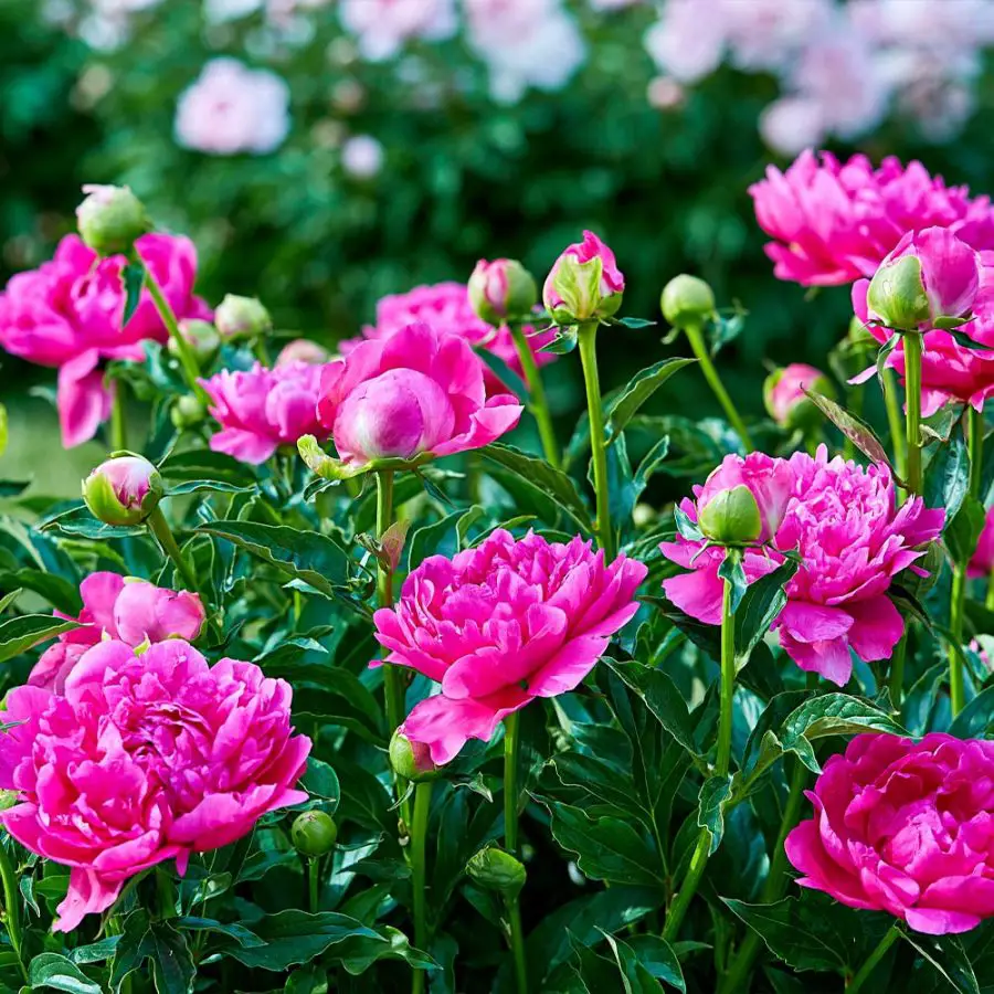 Can You Grow Peonies In A Pot? 17 Easy Potted Peonies Tips