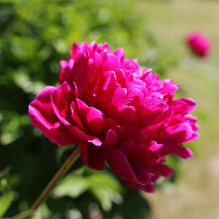 Can You Grow Peonies In A Pot? 17 Easy Potted Peonies Tips
