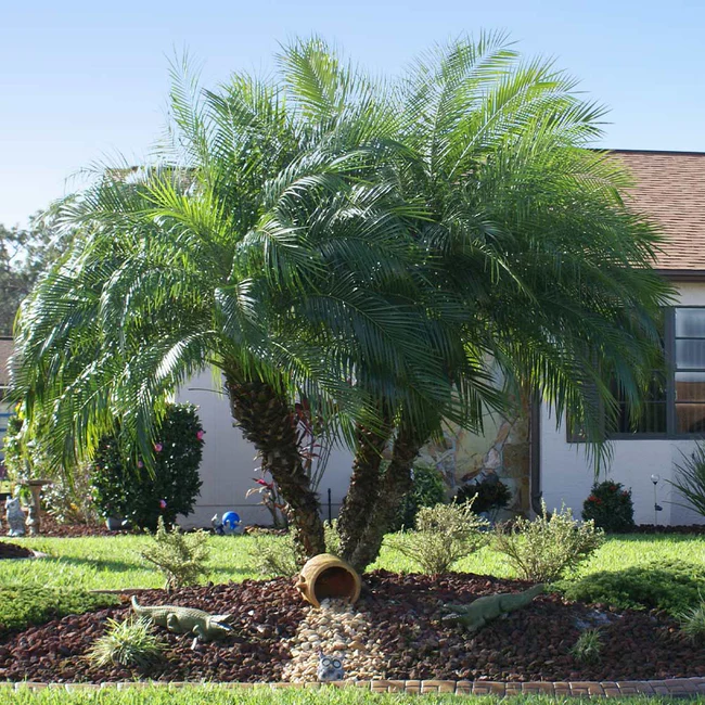 Pygmy Date Palm Indoor Care: 9 Date Palm Care Growth Hacks