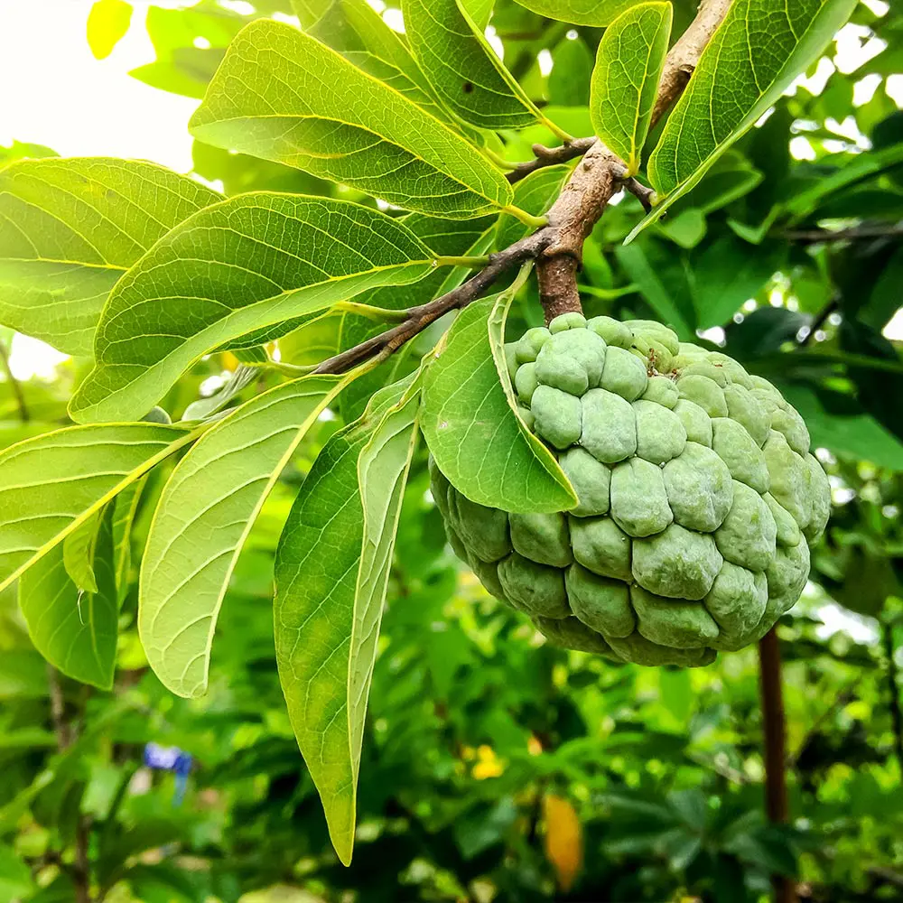 How to Grow Sugar Apple from Seed: 9 Annona squamosa Growth Tips