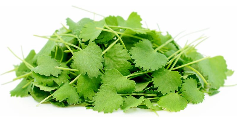 How To Grow Anise Microgreens: 7 Easy Steps For Beginners!