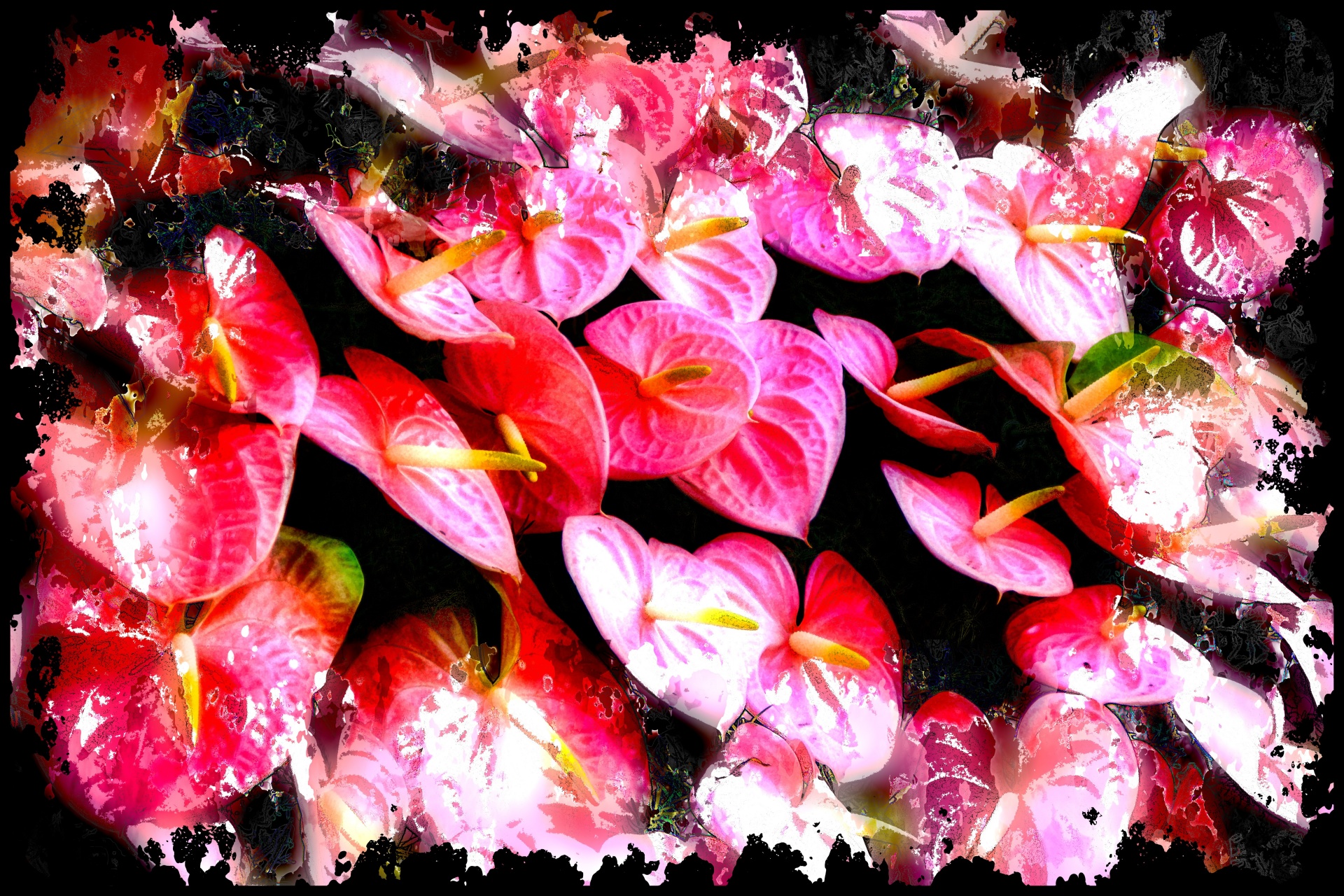 Laceleaf Plant Care: 9 Flamino Flower Growth Tips