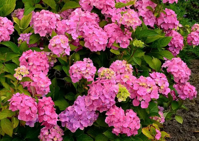 Hydrangea Care In Pots: 15 Easy Hydrangea Care Tips
