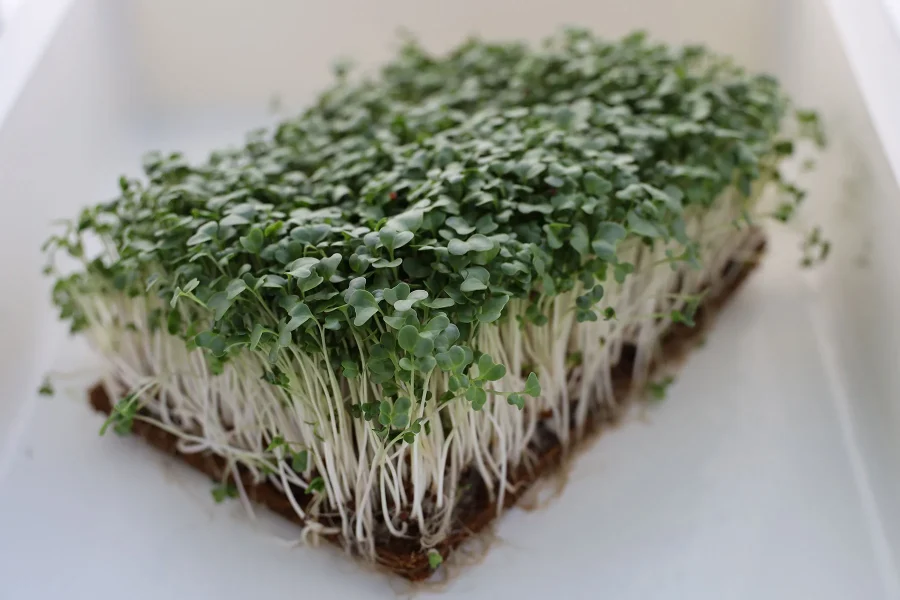 Can You Eat Microgreens Every Day? 4 Amazing Health Benefits