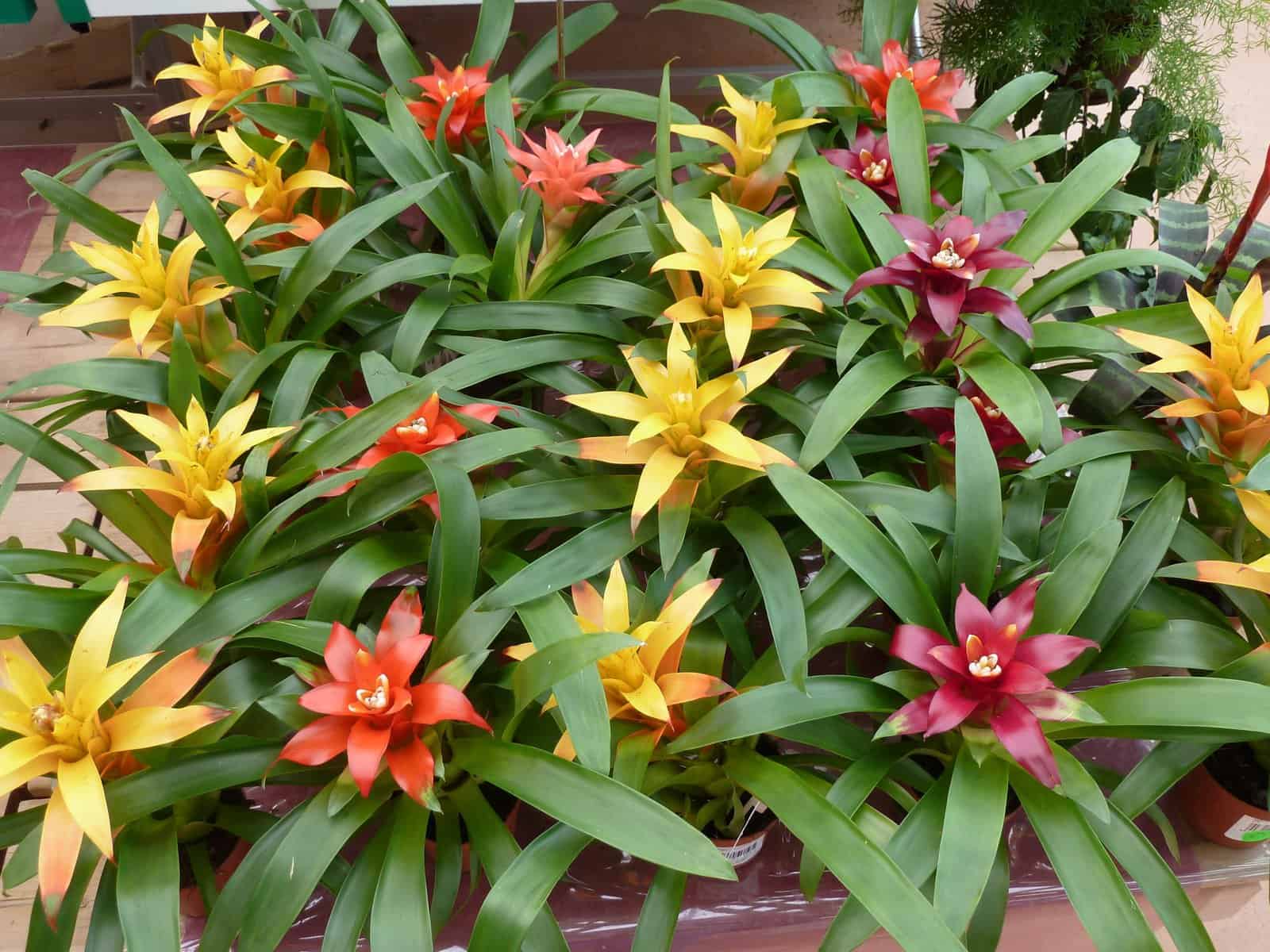 Growing Bromeliads In Pots The Step-by-Step Guide