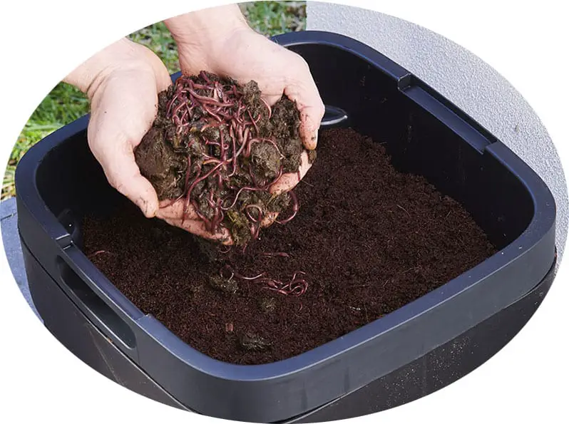 Worm Composting In Your Apartment - How To Turbo-charge Your Garden