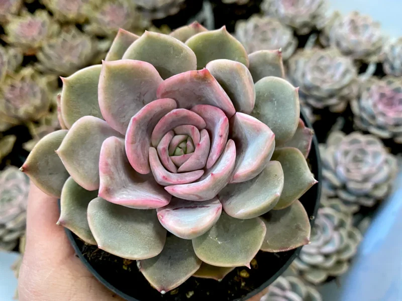 Echeveria Orion Care Growth Tips For Echeveria Orion