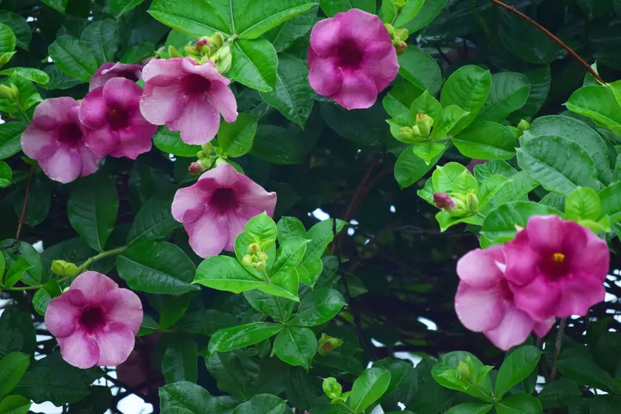 Growing Mandevilla Vine In Pots: 10 Easy Tips For Beginners
