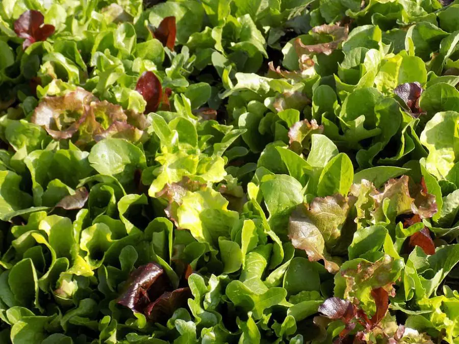 What is Mesclun Mix? Mesclun Greens Growing Guide Tricks