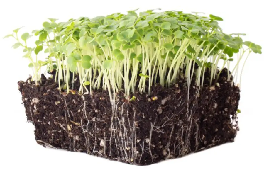How To Grow Mustard Microgreens 7 Easy Steps For Beginners