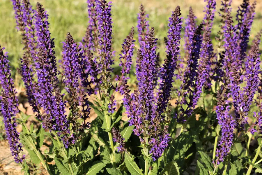 Growing Salvias In Pots: 11 Expert Tips For Salvia In Pots