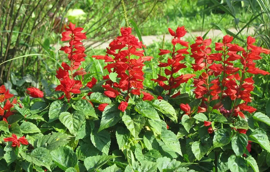 Growing Salvia in Pots: 7 Easy Growth Tips For Beginners